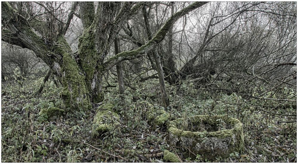 Im Zauberwald.... Foto & Bild | spezial, marodes, natur Bilder auf ... Im Zauberwald.... Foto & Bild | spezial, marodes, natur Bilder auf ...