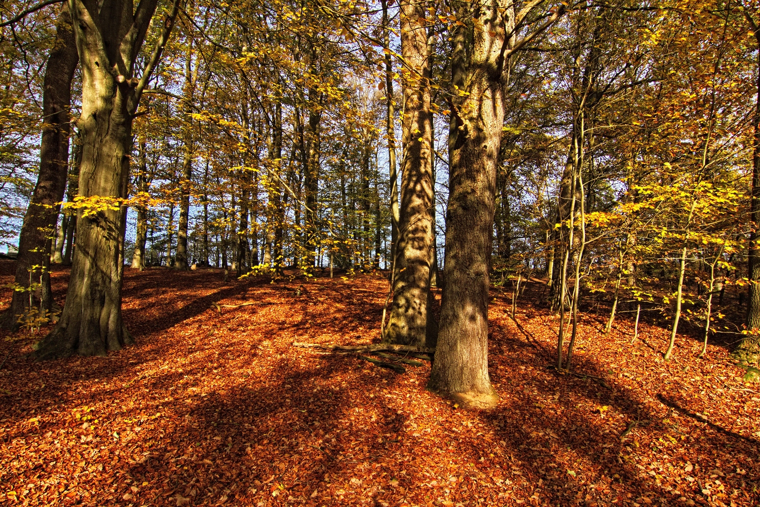 Im Zauberwald Foto & Bild | deutschland, europe, nordrhein- westfalen ...
