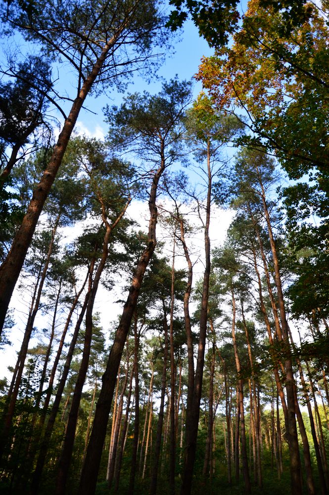 Im Zauberwald Foto & Bild | wald, bäume, baum Bilder auf fotocommunity Im Zauberwald Foto & Bild | wald, bäume, baum Bilder auf fotocommunity