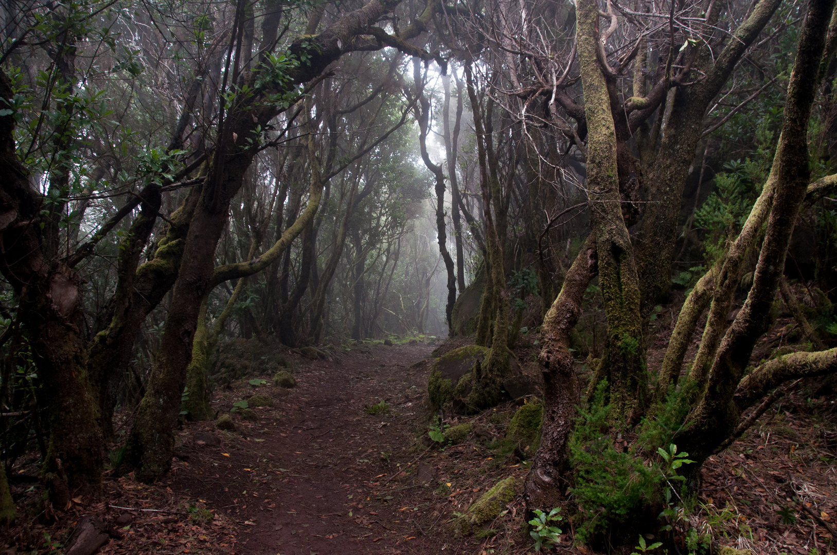 im Zauberwald Foto & Bild | europe, canary islands die kanaren, spain ...