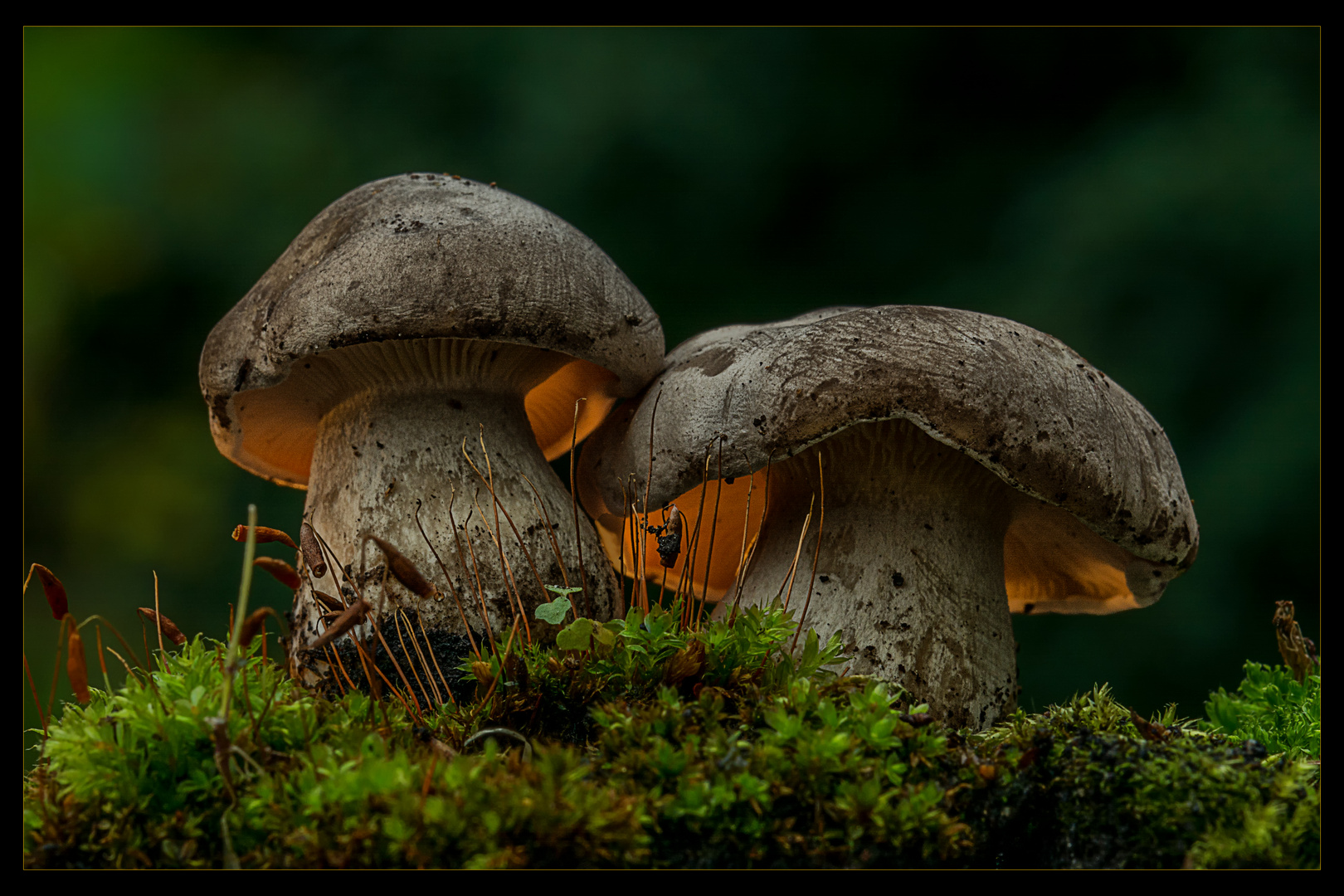 Im Zauberwald Foto & Bild | pflanzen, pilze & flechten, pilze ... Im Zauberwald Foto & Bild | pflanzen, pilze & flechten, pilze ...