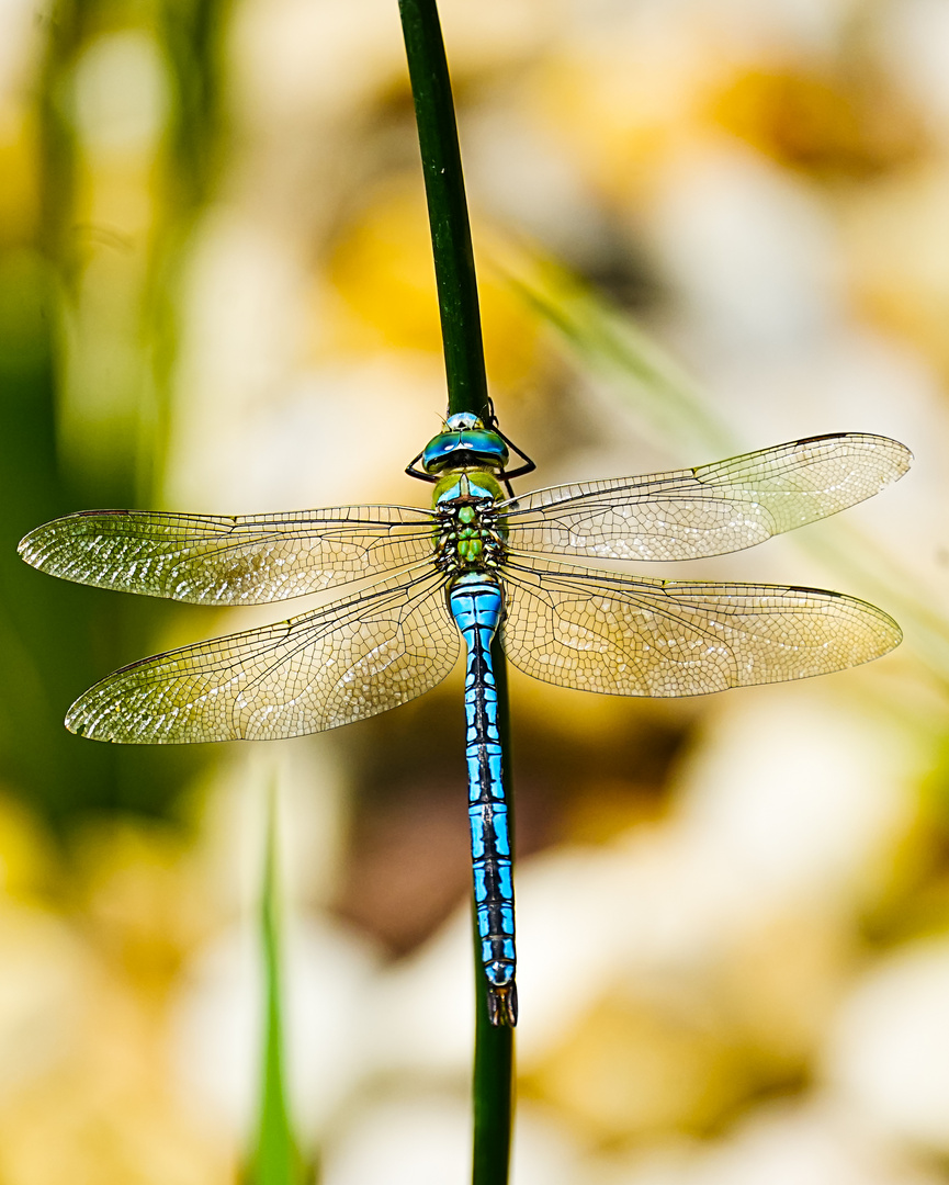 Im Zeichen der Libelle Foto & Bild | tiere, tierdetails, natur Bilder ...