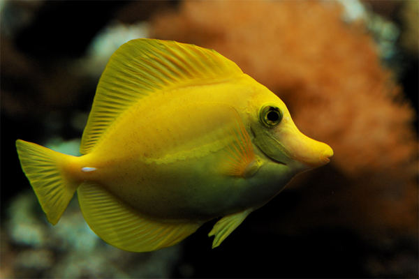 im zoo Basel schöner Fisch Foto & Bild | tiere, zoo, wildpark ...