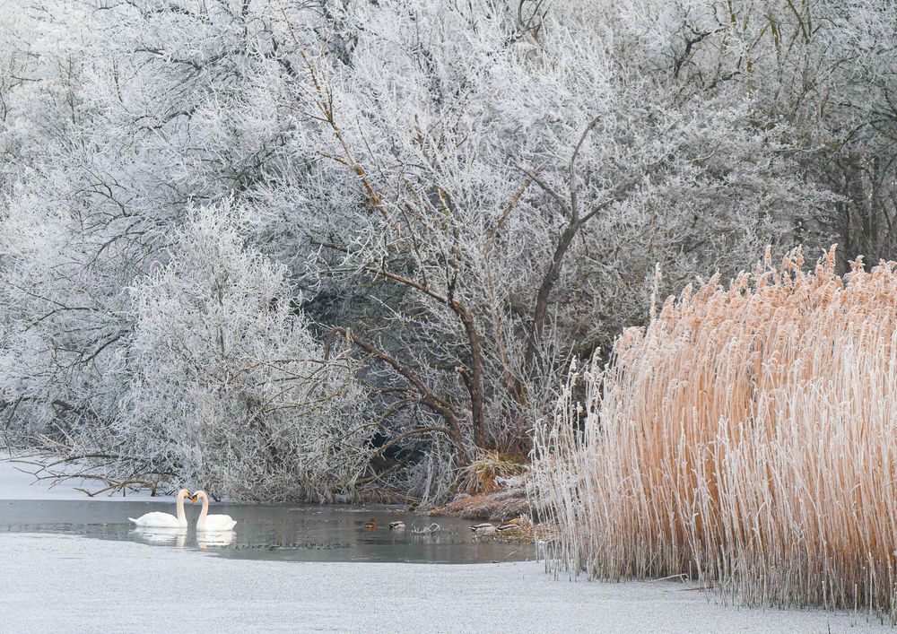 Im Zyklus der Jahreszeiten (4) Foto & Bild | jahreszeiten, winter, bäume Bilder auf fotocommunity