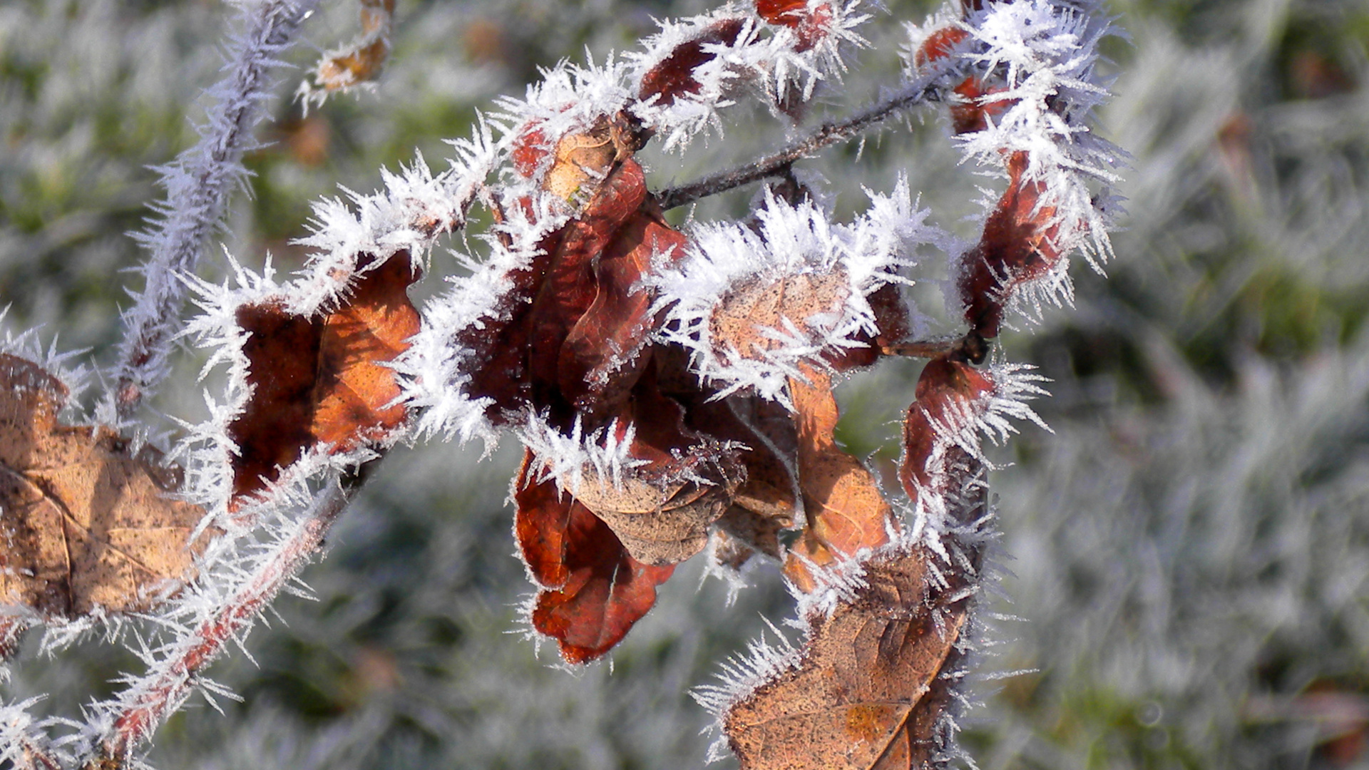 IMAGE HIVERNALE DE GIVRE SUR LES FEUILLES D'UN ARBUSTE photo et image ...