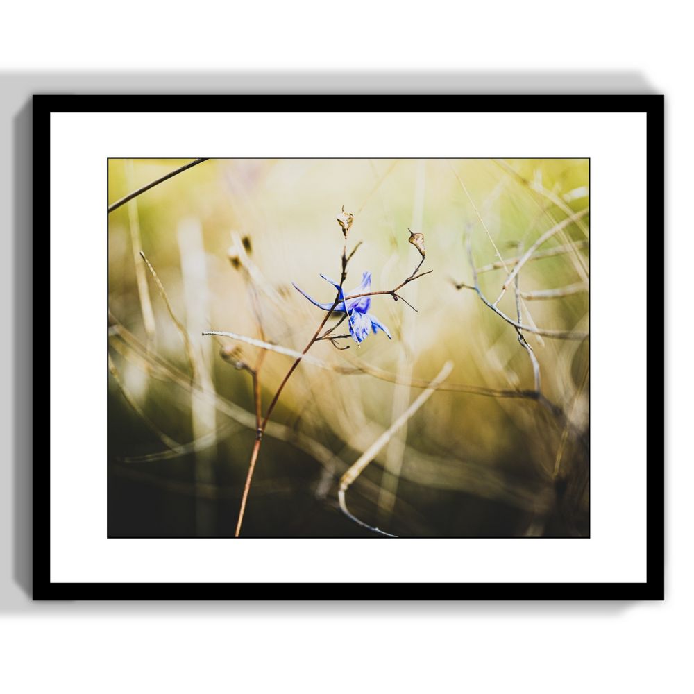 Imago Foto & Bild | pflanzen, pilze & flechten, jahreszeiten, herbst ...