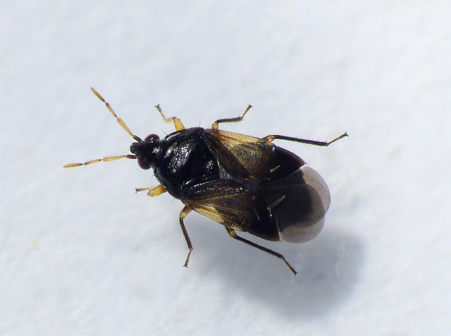 Imago von Orius majusculus (?) Foto & Bild | tiere, wildlife, insekten Bilder auf fotocommunity