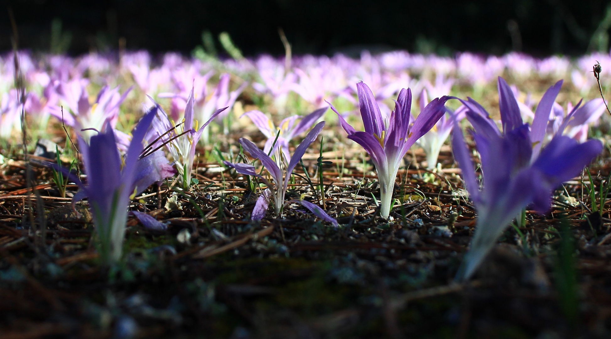 IMG_0491 (4)mar de flores Imagen & Foto | naturaleza Fotos de fotocommunity