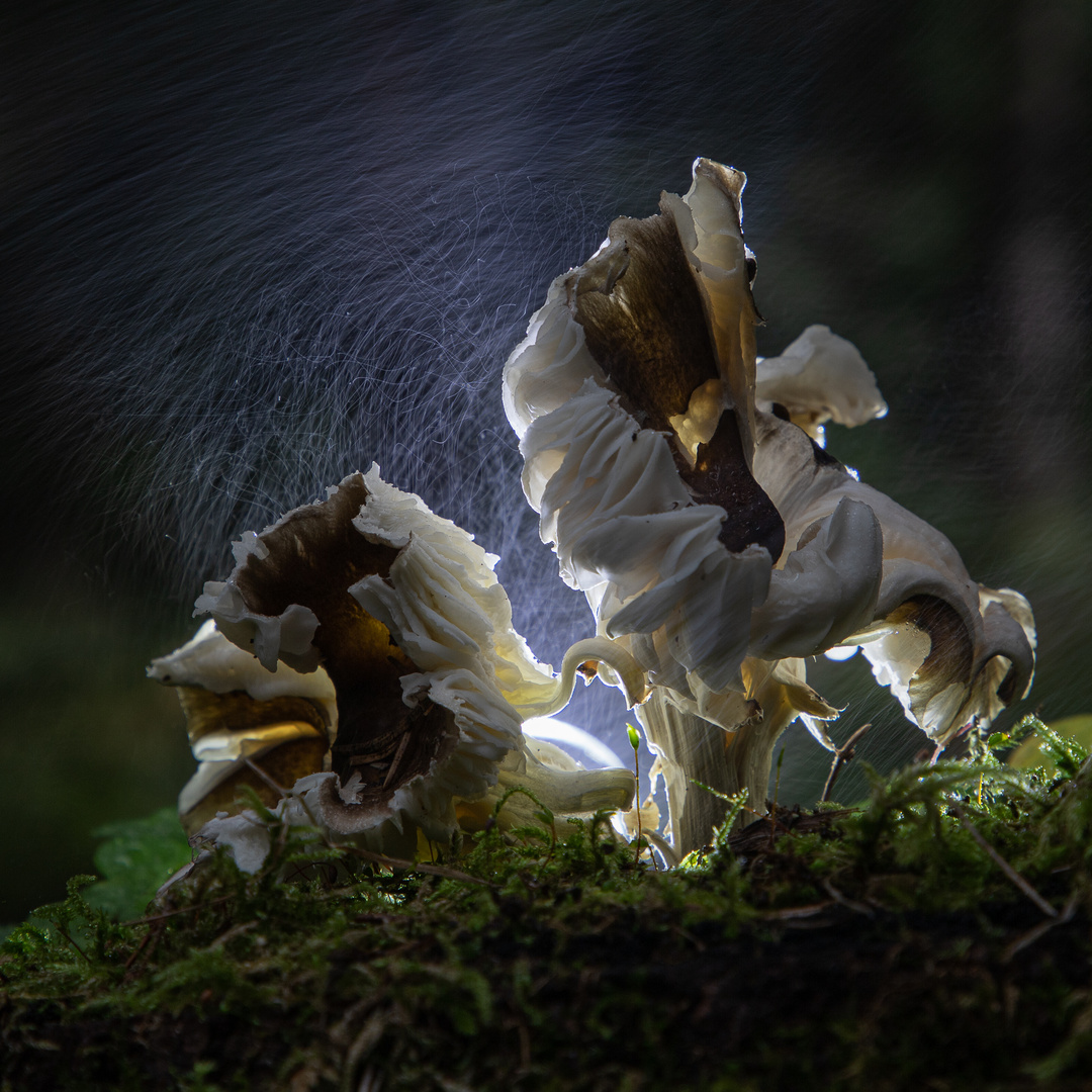 IMG_1935_Im Gegenlicht_2 Foto & Bild | pflanzen, pilze & flechten, pilze & flechten ...