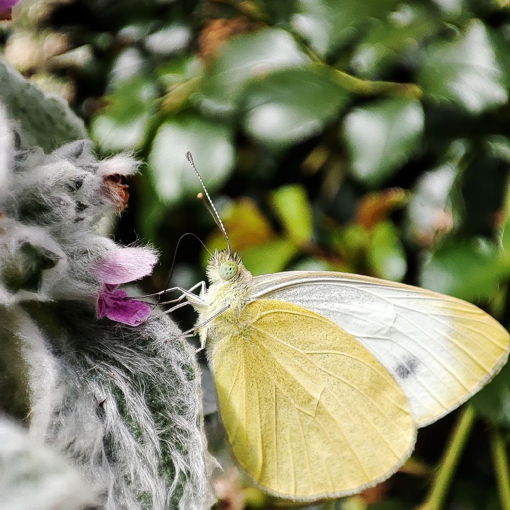IMG_20220801_130218_820 Foto & Bild | natur, pflanzen, insekten Bilder ...