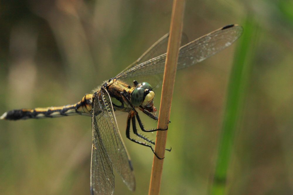 IMG_4090 Foto % Immagini| campagna, insetti, natura Foto su fotocommunity