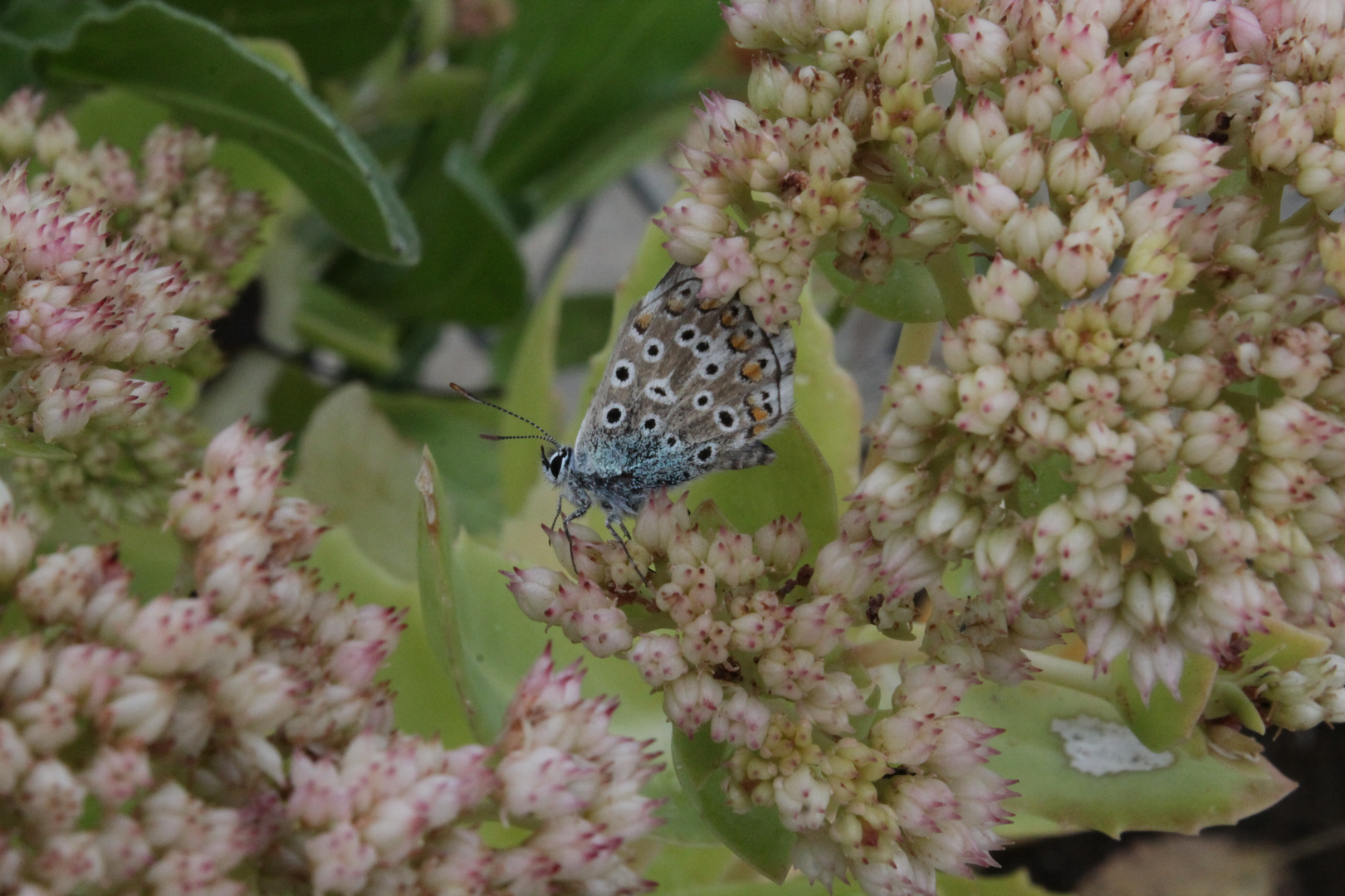 IMG_5783 Imagen & Foto | animales, invertebrados , mariposa Fotos de ...