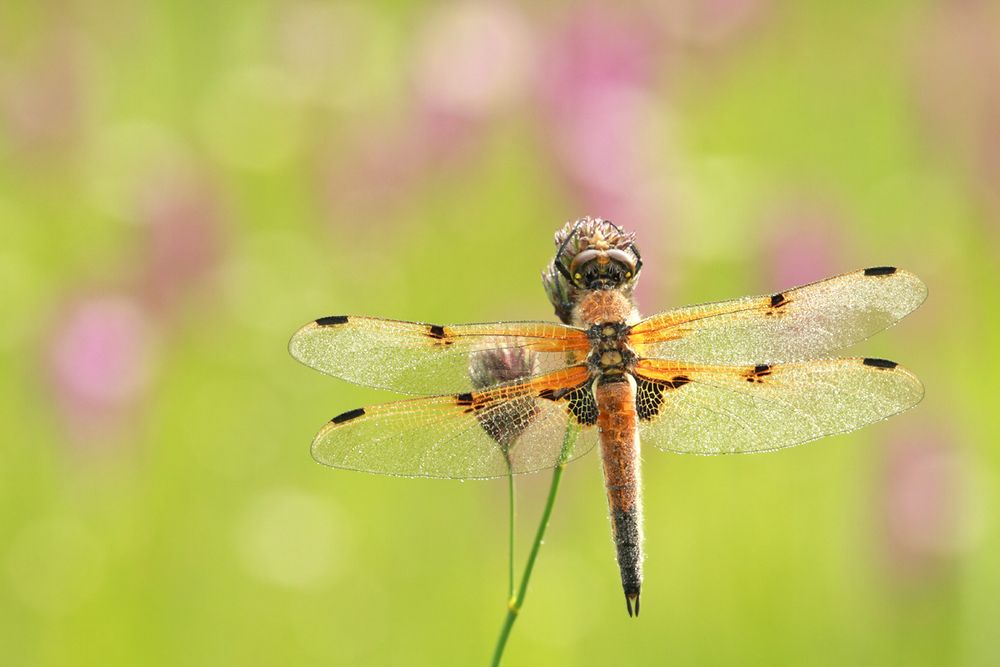 IMG_8496 Foto & Bild | natur, insekten, tiere Bilder auf fotocommunity
