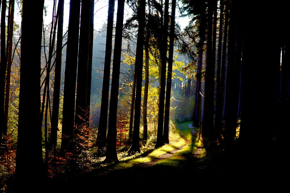 IMG_E2942 Foto & Bild | pflanzen, pilze & flechten, bäume, nadelbäume ...