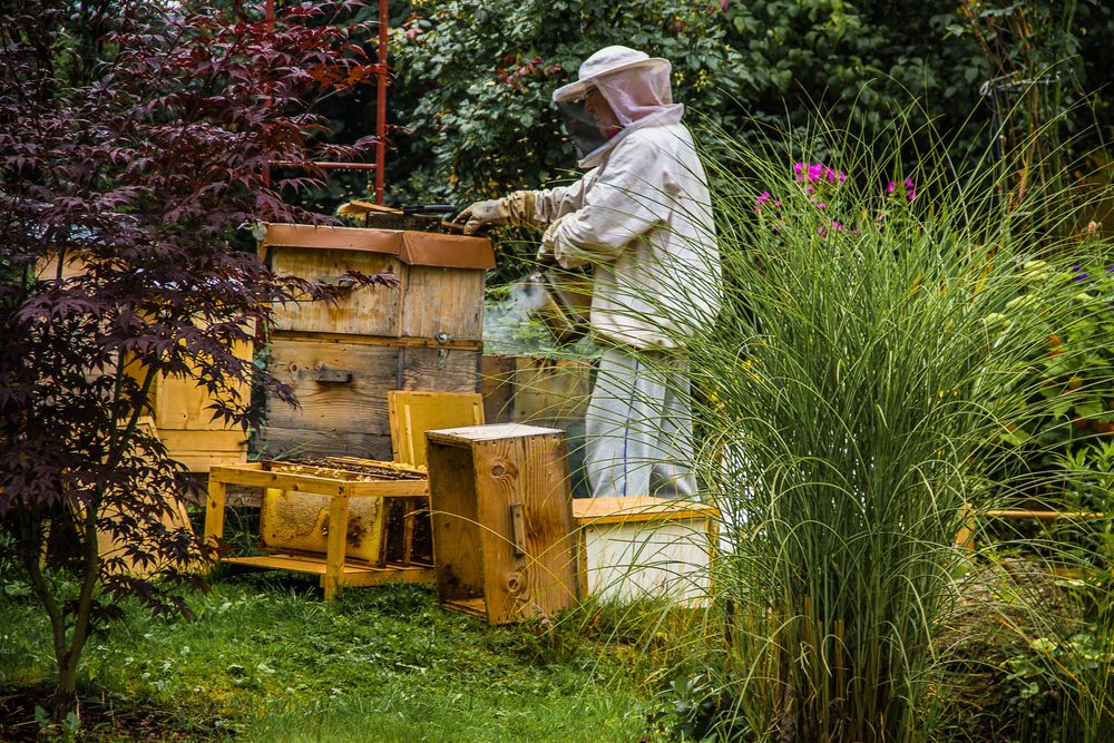 Imker bei der Arbeit Foto & Bild | wald, mann, österreich Bilder auf ...