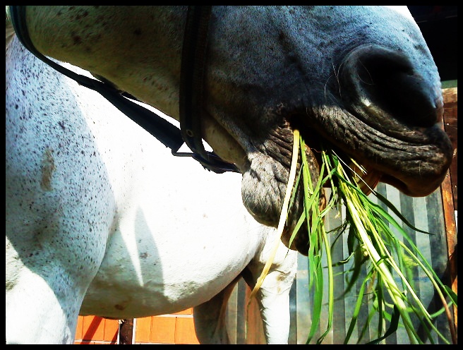 Immer am Fressen dieses Pferd :'DD Foto & Bild | sport, sport mit ...