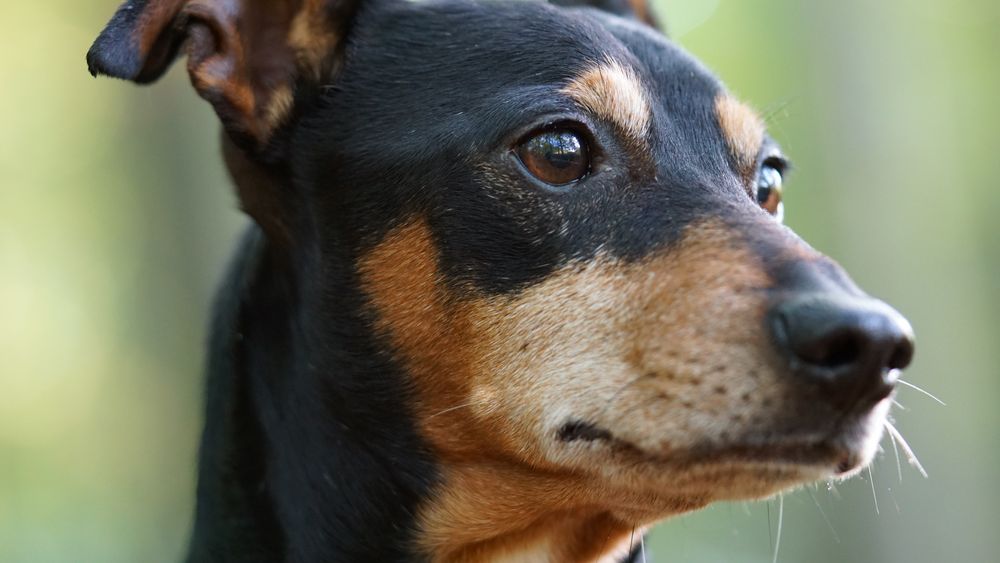 Immer auf der Hut Foto & Bild | tiere, haustiere, hunde Bilder auf ...