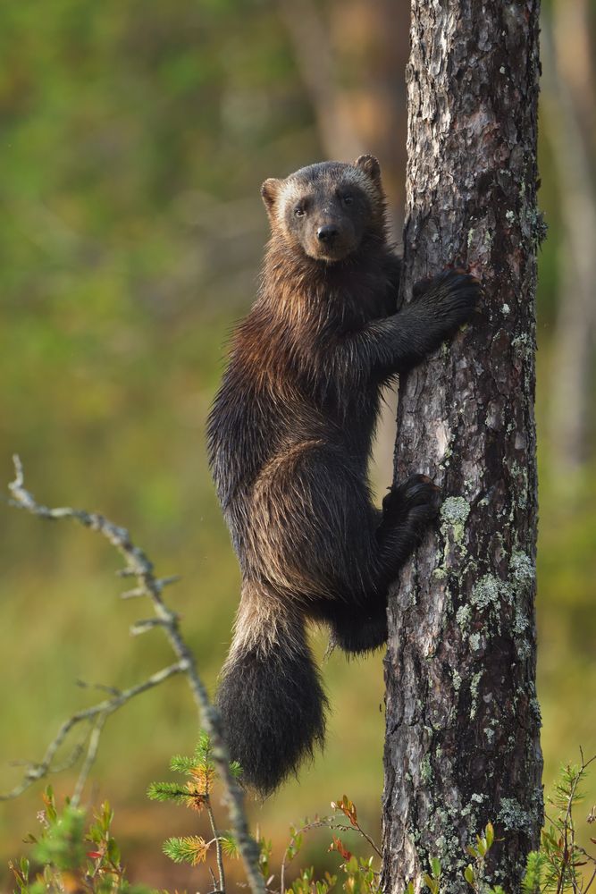 Immer auf der Hut Foto & Bild | tiere, wildlife, säugetiere Bilder auf ...