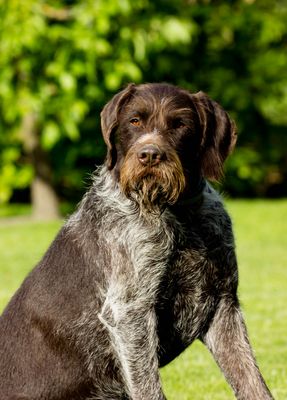 Jagdhunde bei der Arbeit Bilder & Fotos