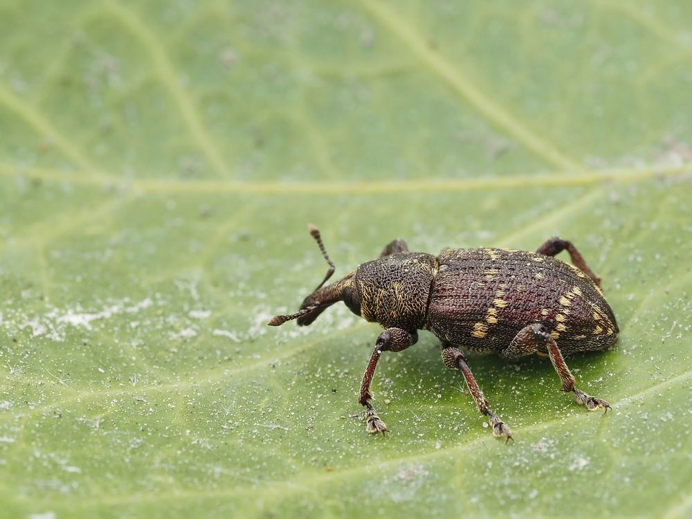 Immer dem Rüssel nach..... Foto & Bild | tiere, wildlife, insekten ...