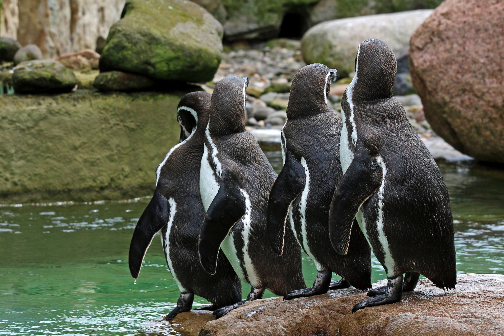 Immer der Reihe nach Foto & Bild | weitere tiere im zoo, sommer, wasser ...