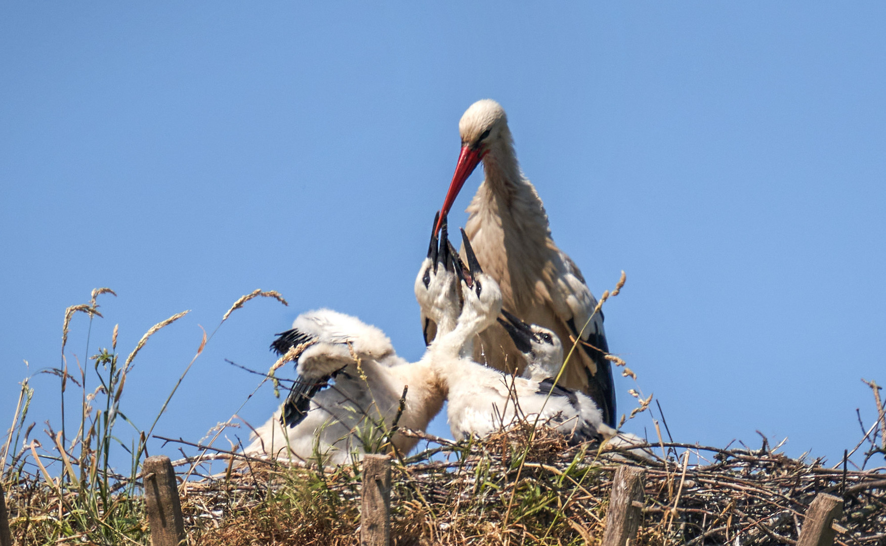 Immer der Reihe nach? Foto & Bild | natur, tiere, reiher Bilder auf ...