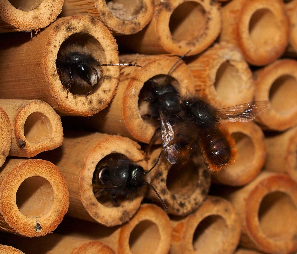 Immer diese doofen Nachbarn.... Foto & Bild | tiere, wildlife, insekten ...