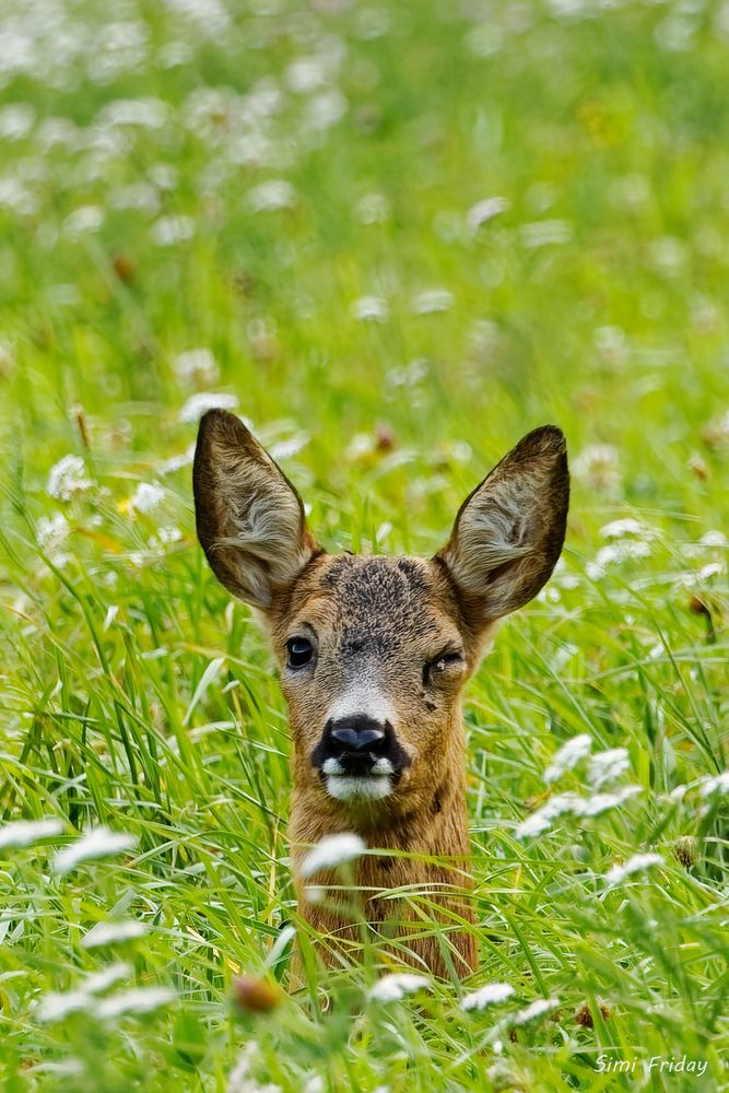 Immer diese Fliegen ! Foto & Bild | tiere, wildlife, säugetiere Bilder ...