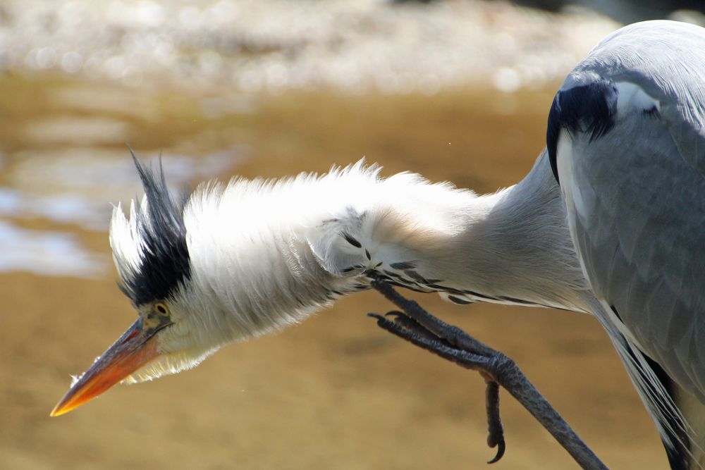 Immer diese lästigen Flöhe! Foto & Bild | tiere, wildlife, wild lebende ...