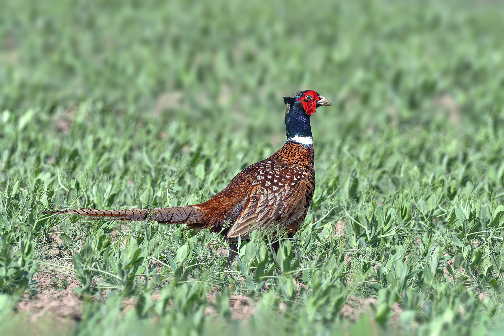 Immer eilig auf der Flucht Foto & Bild | tiere, wildlife, wild lebende ...
