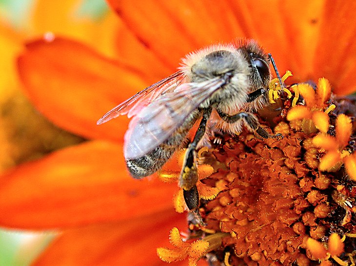 " immer fleißig sein " Foto & Bild | nah- & makro, techniken, aufnahme-techniken Bilder auf ...