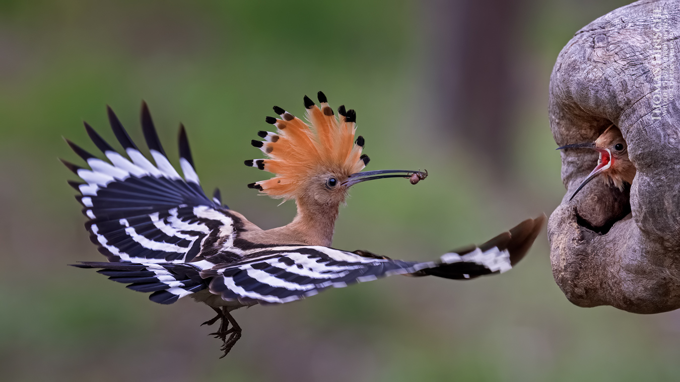 Immer hungrig Foto & Bild | tiere, wildlife, wild lebende vögel Bilder ...