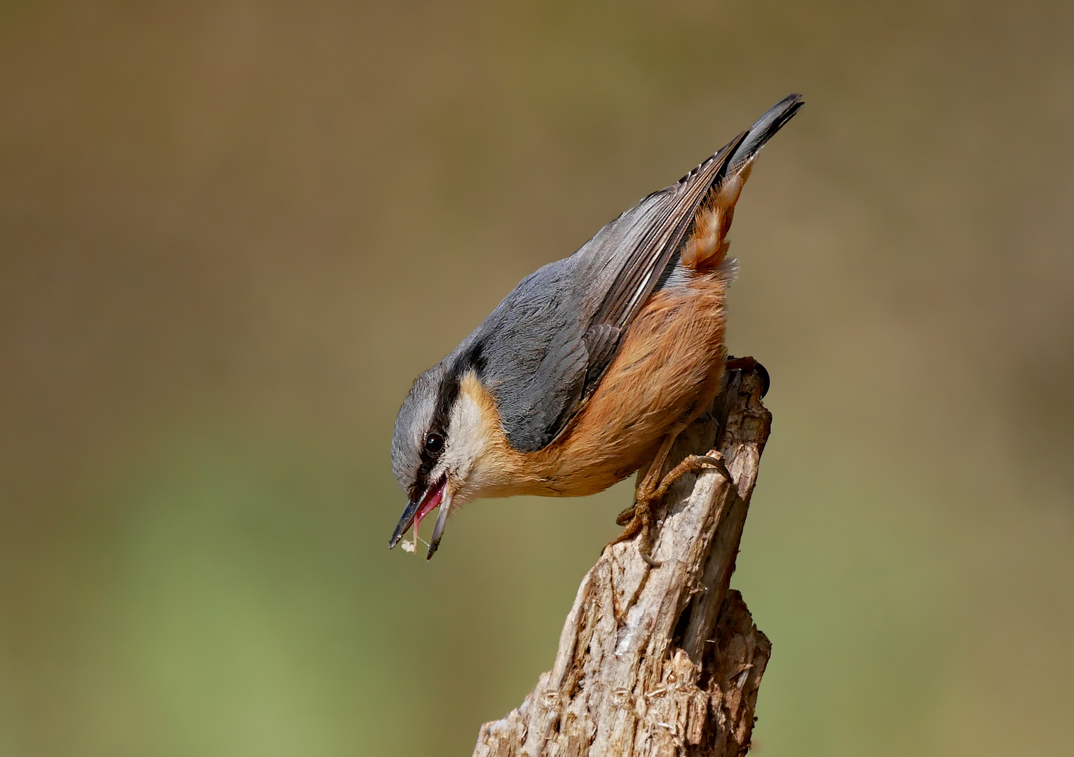 Immer hungrig Foto & Bild | tiere, wildlife, wild lebende vögel Bilder ...