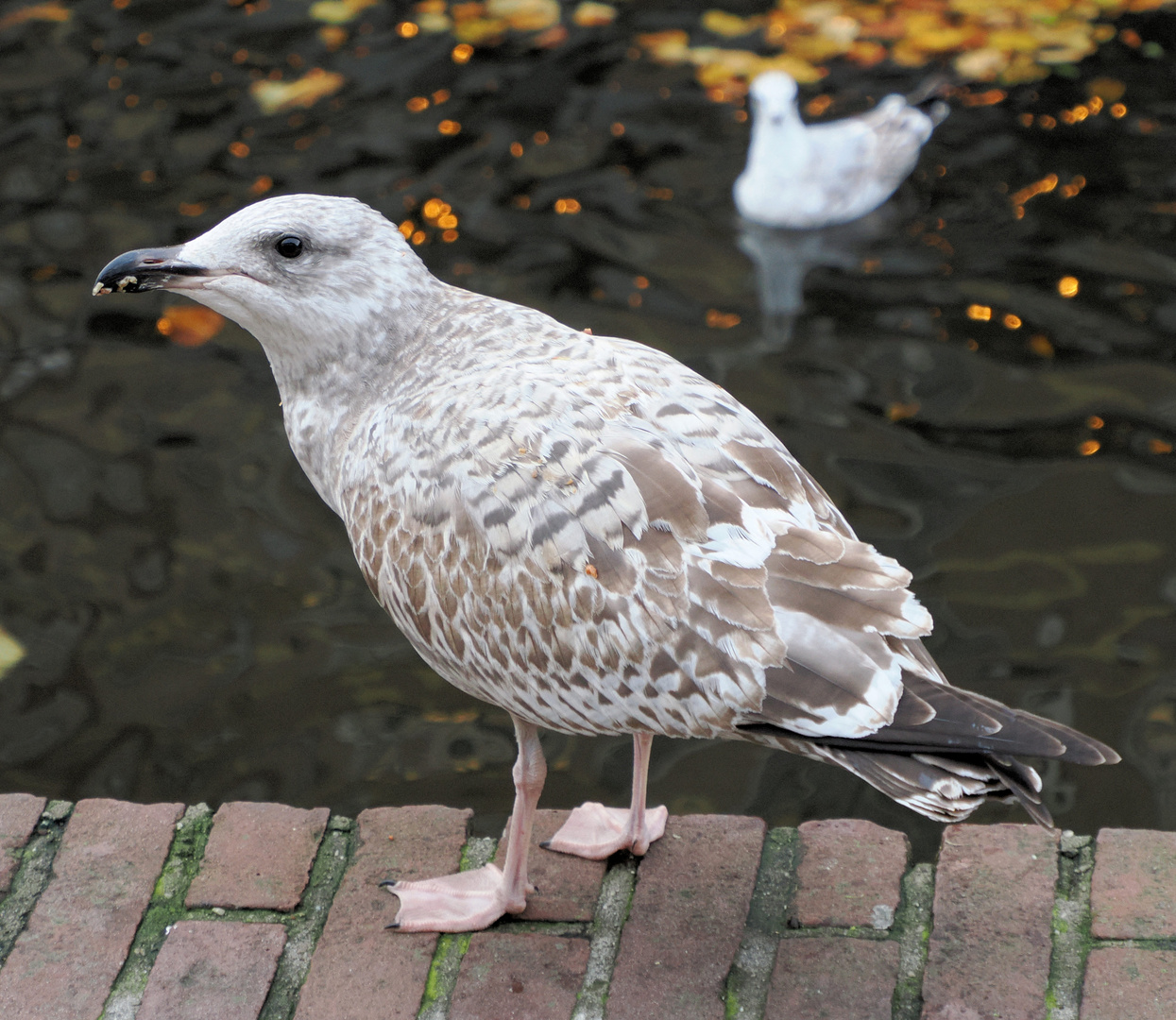 Immer hungrig … Foto & Bild | natur, vogel, tiere Bilder auf fotocommunity