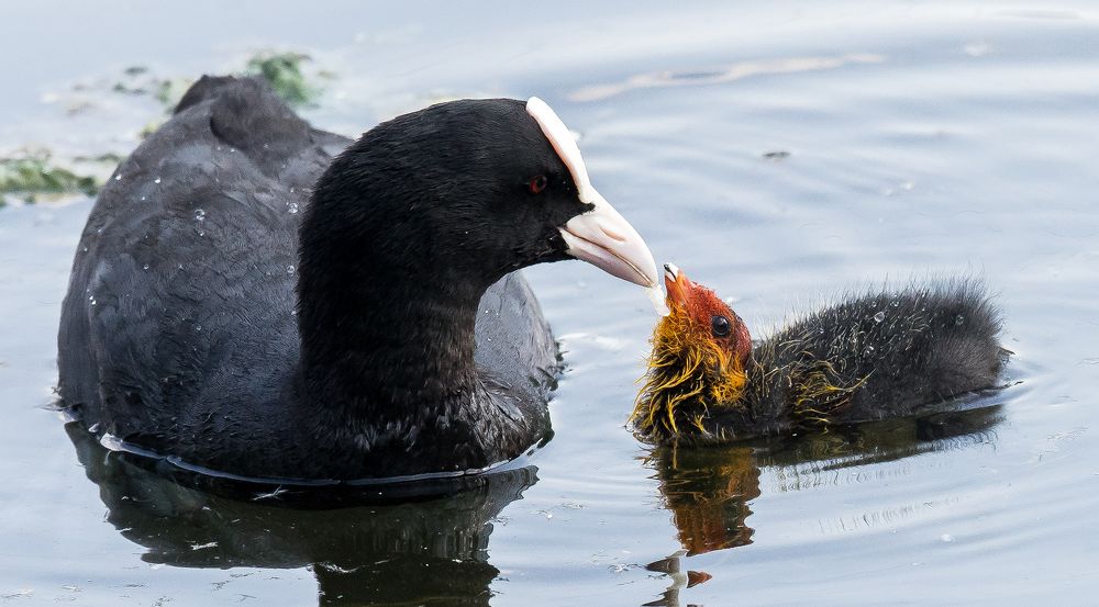 Immer hungrig Foto & Bild | tiere, wildlife, wild lebende vögel Bilder ...