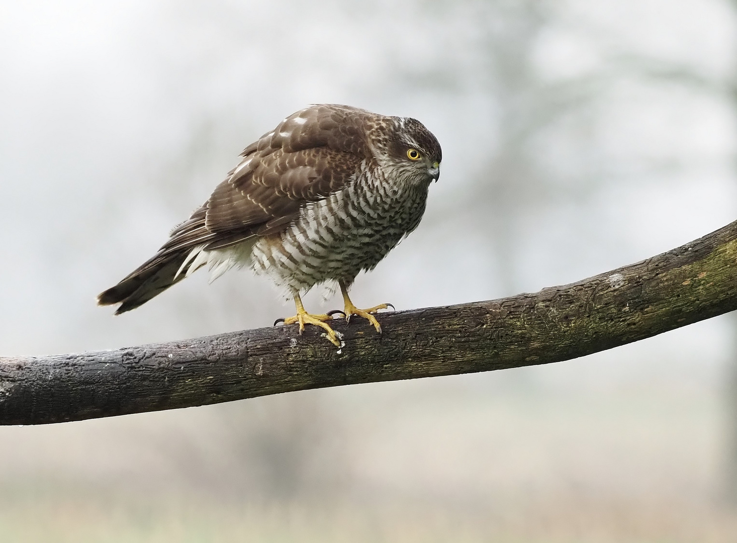 Immer hungrig Foto & Bild | tiere, wildlife, wild lebende vögel Bilder ...