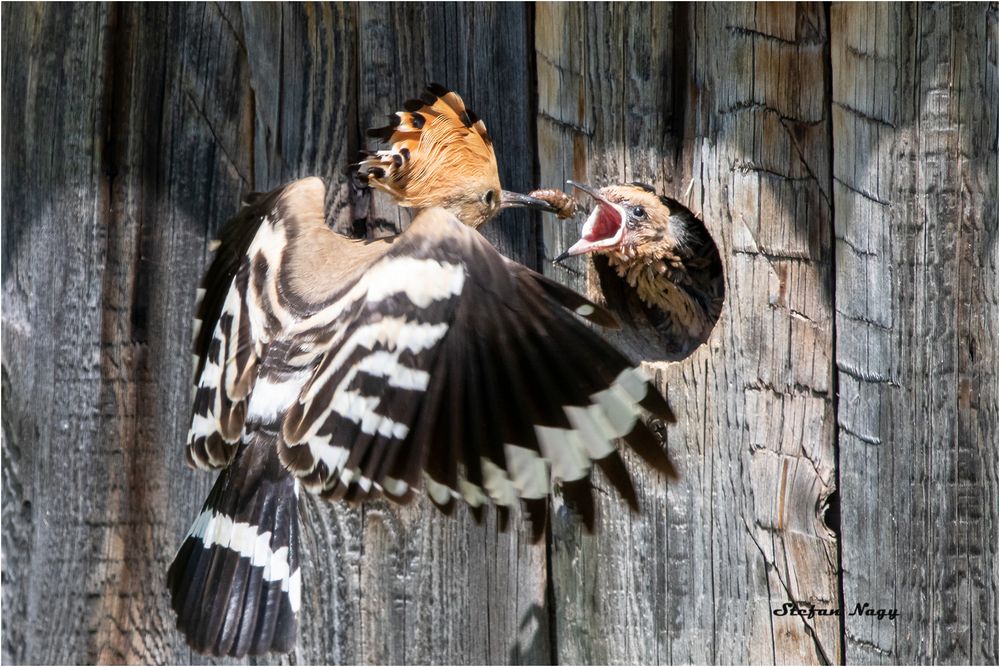 immer hungrig Foto & Bild | tiere, wildlife, wild lebende vögel Bilder ...