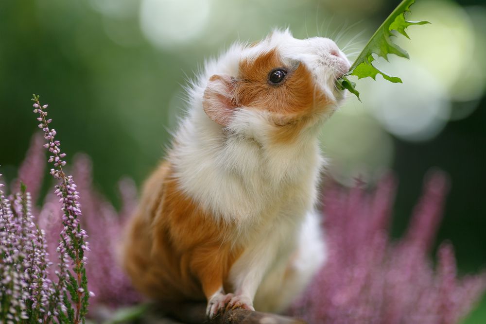 Immer Hungrig Foto & Bild | auge, natur, fell Bilder auf fotocommunity