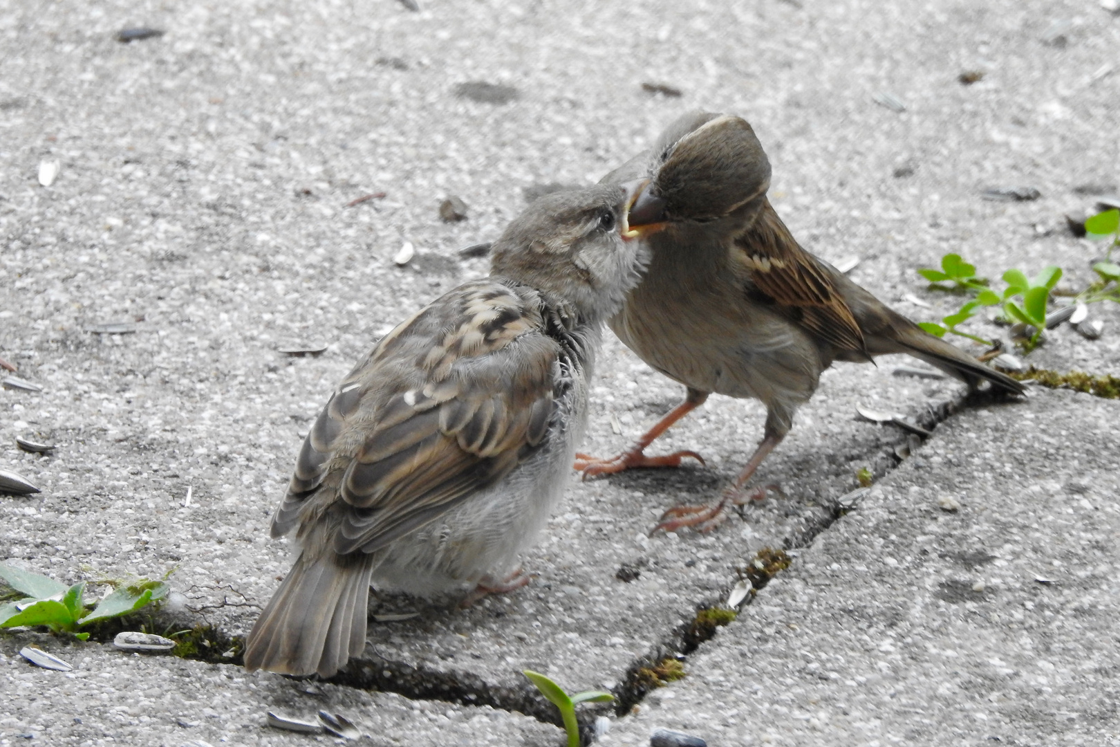 immer Hungrig Foto & Bild | tiere, wildlife, wild lebende vögel Bilder ...