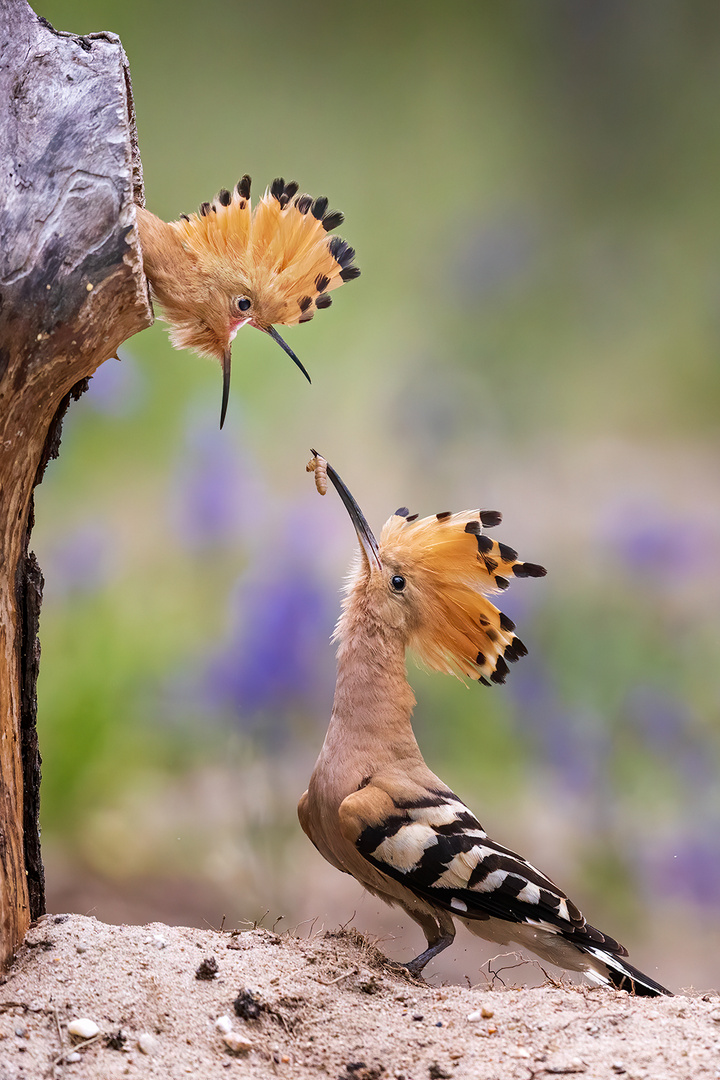 Immer hungrig ..... Foto & Bild | fotos, sommer, natur Bilder auf ...