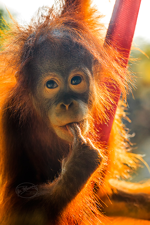 Immer in Bewegung - und immer neugierig: Surya Foto & Bild | tiere ...