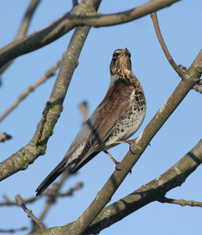 Immer mißtrauisch Foto & Bild | tiere, wildlife, wild lebende vögel ...