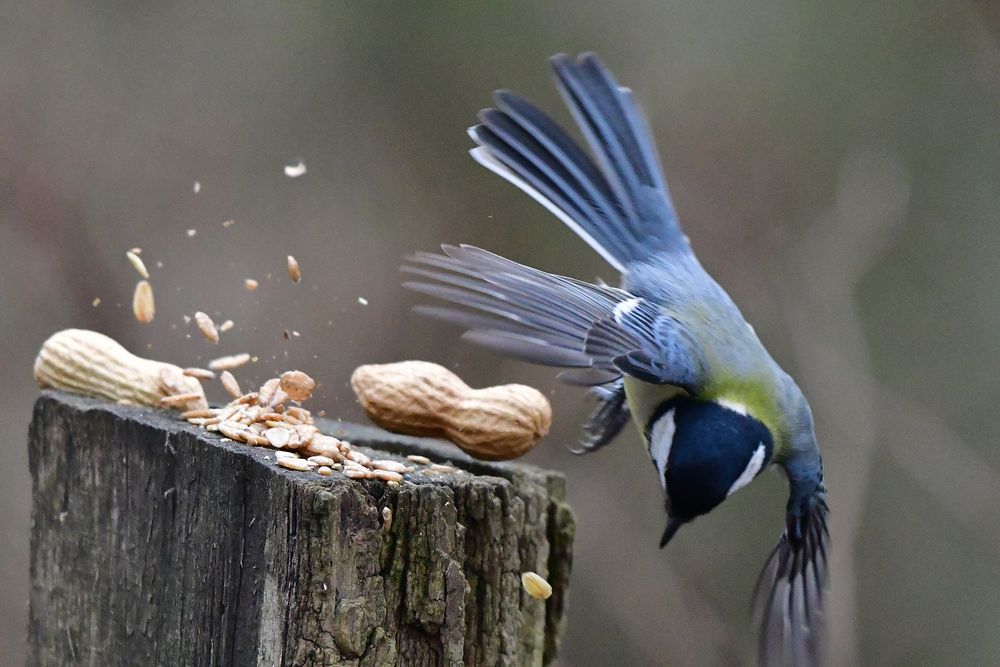 Immer mit der Ruhe Foto & Bild | tiere, wildlife, wild lebende vögel ...