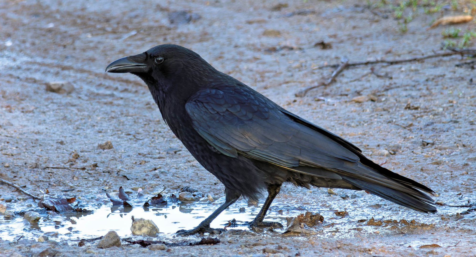 Immer neugierig... Foto & Bild | natur, tiere, wildlife Bilder auf ...