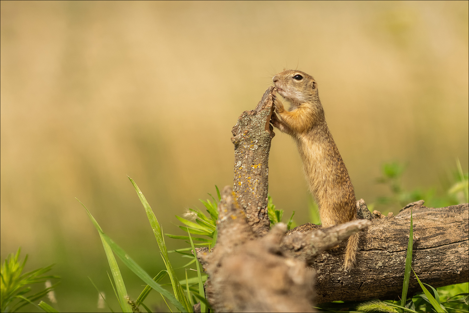 Immer neugierig und in Aktion Foto & Bild | tiere, wildlife, säugetiere ...