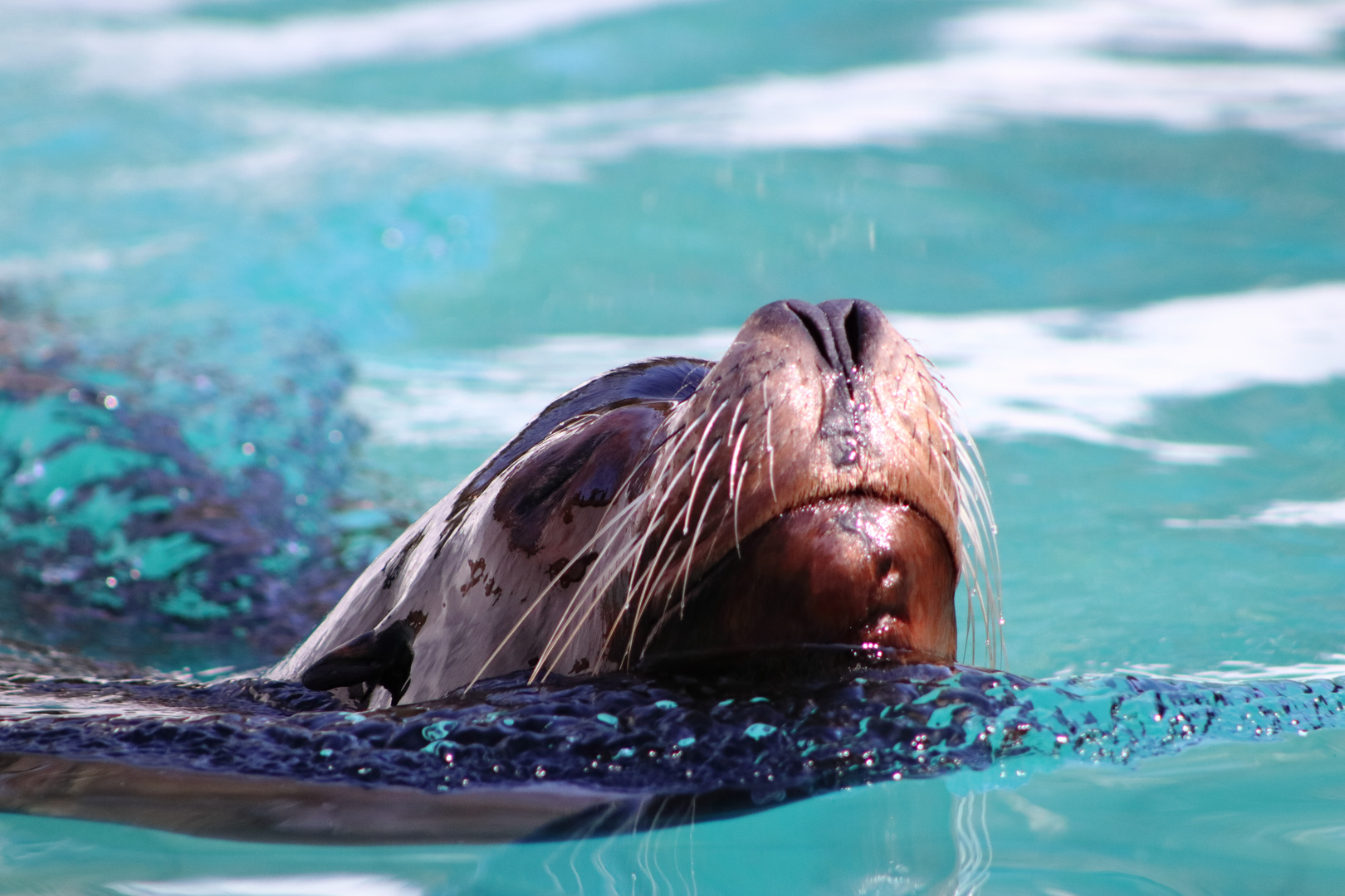 Immer schön chillig.... Foto & Bild | fotos, natur, zoo Bilder auf ...