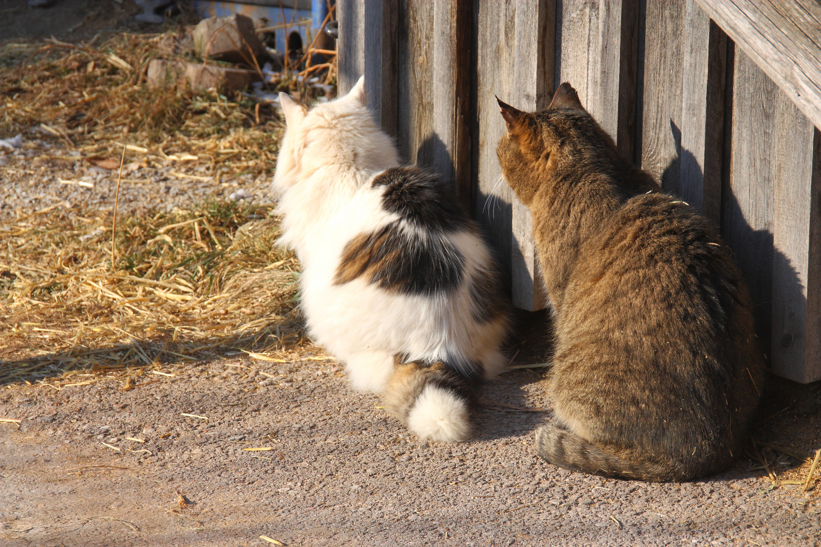 immer schön der Reihe nach Foto & Bild | tiere, haustiere, katzen ...