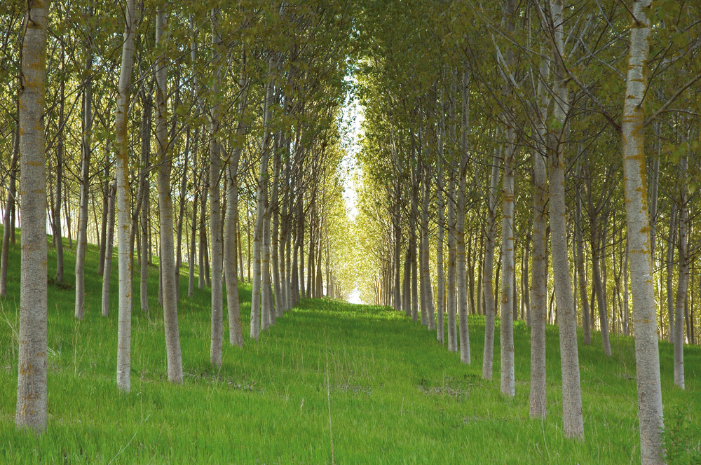 - Immer schön in Reih` und Glied - Foto & Bild | landschaft, wald ...