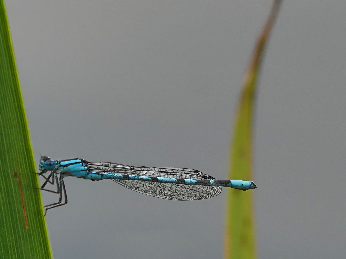 ...immer schön waagerecht.... Foto & Bild | tiere, wildlife, libellen ...