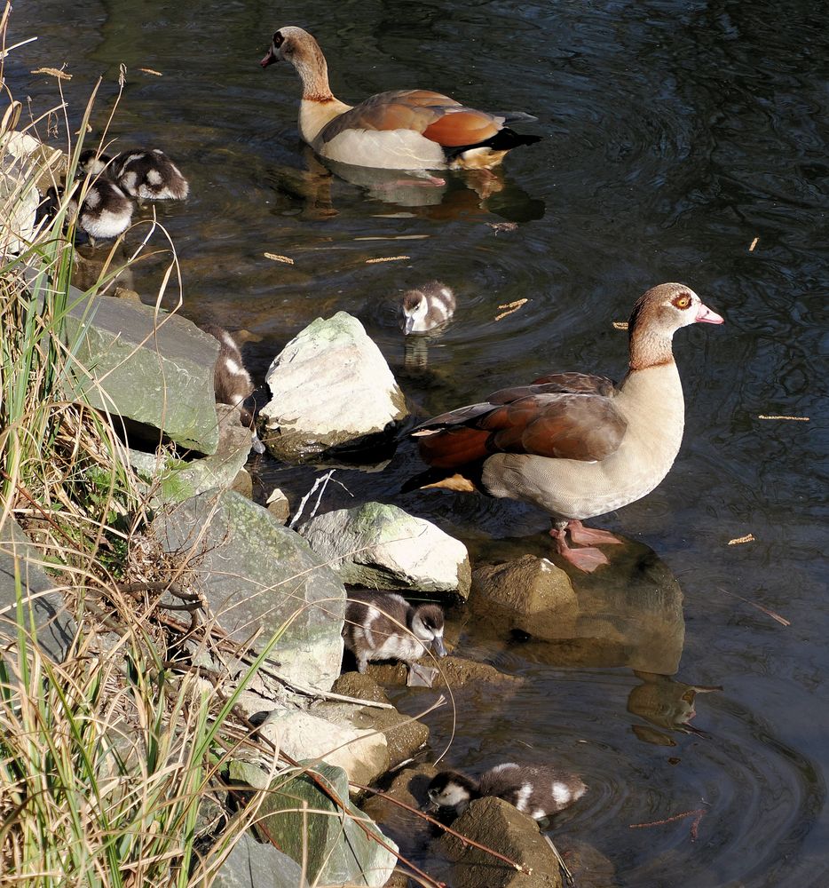 Immer schön wachsam … Foto & Bild | natur, tiere, vögel Bilder auf fotocommunity